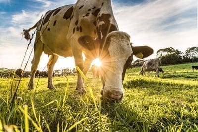 Cornish Yoghurt - Trewithen Dairy