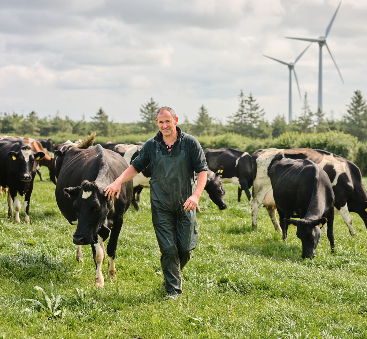 Regenerative Dairy Farming - Trewithen Dairy